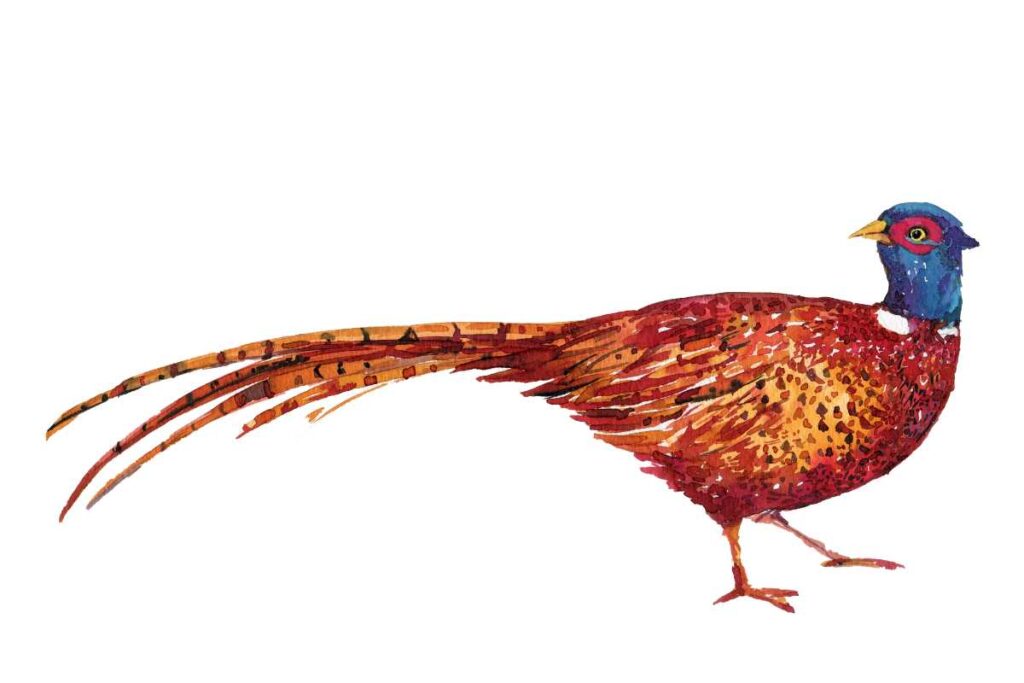 The 12 Best Panchatantra Stories with Moral - English story